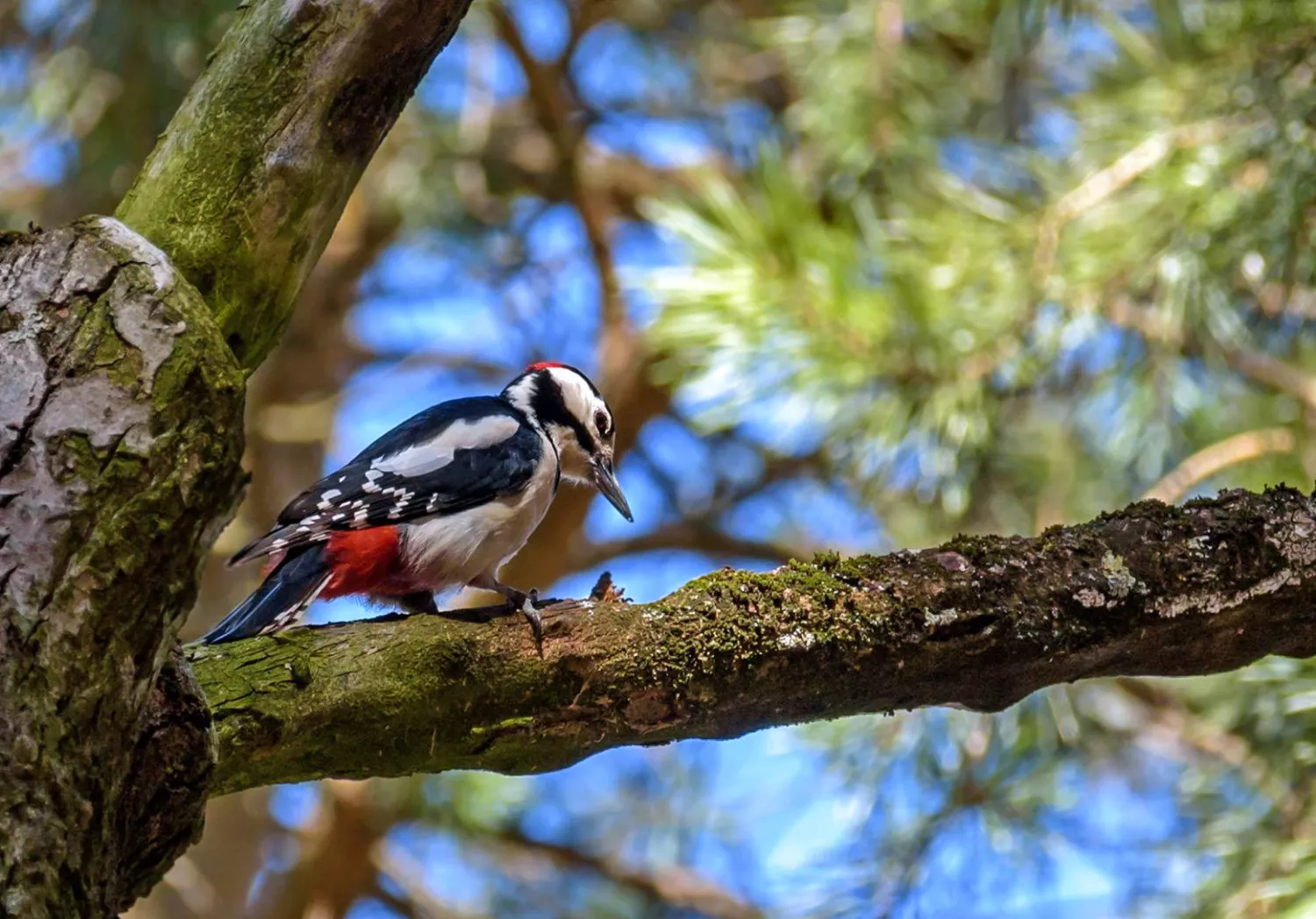 Kovo 20-ąją minimas pavasario lygiadienis: įdomūs faktai apie tai
